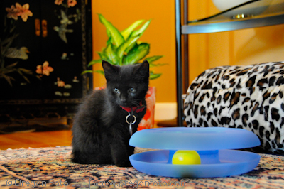 Enzo The Black Cat | Oregon Photo Guide | Top Oregon Hiking ...